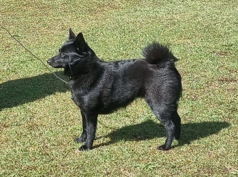 Våra hundar :: ICKS kennel